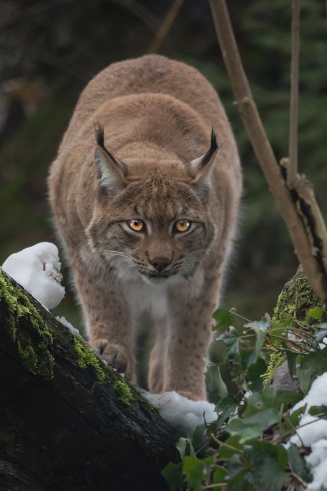Dreh Dich nicht um der Luchs geht um Foto & Bild | tiere, zoo, wildpark & falknerei, säugetiere ...