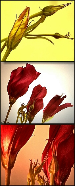 DREI Foto & Bild | nah- & makro, techniken, aufnahme-techniken Bilder auf fotocommunity