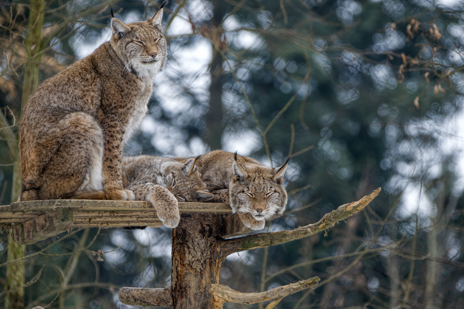 drei Foto & Bild | tiere, zoo, wildpark & falknerei, säugetiere Bilder auf fotocommunity