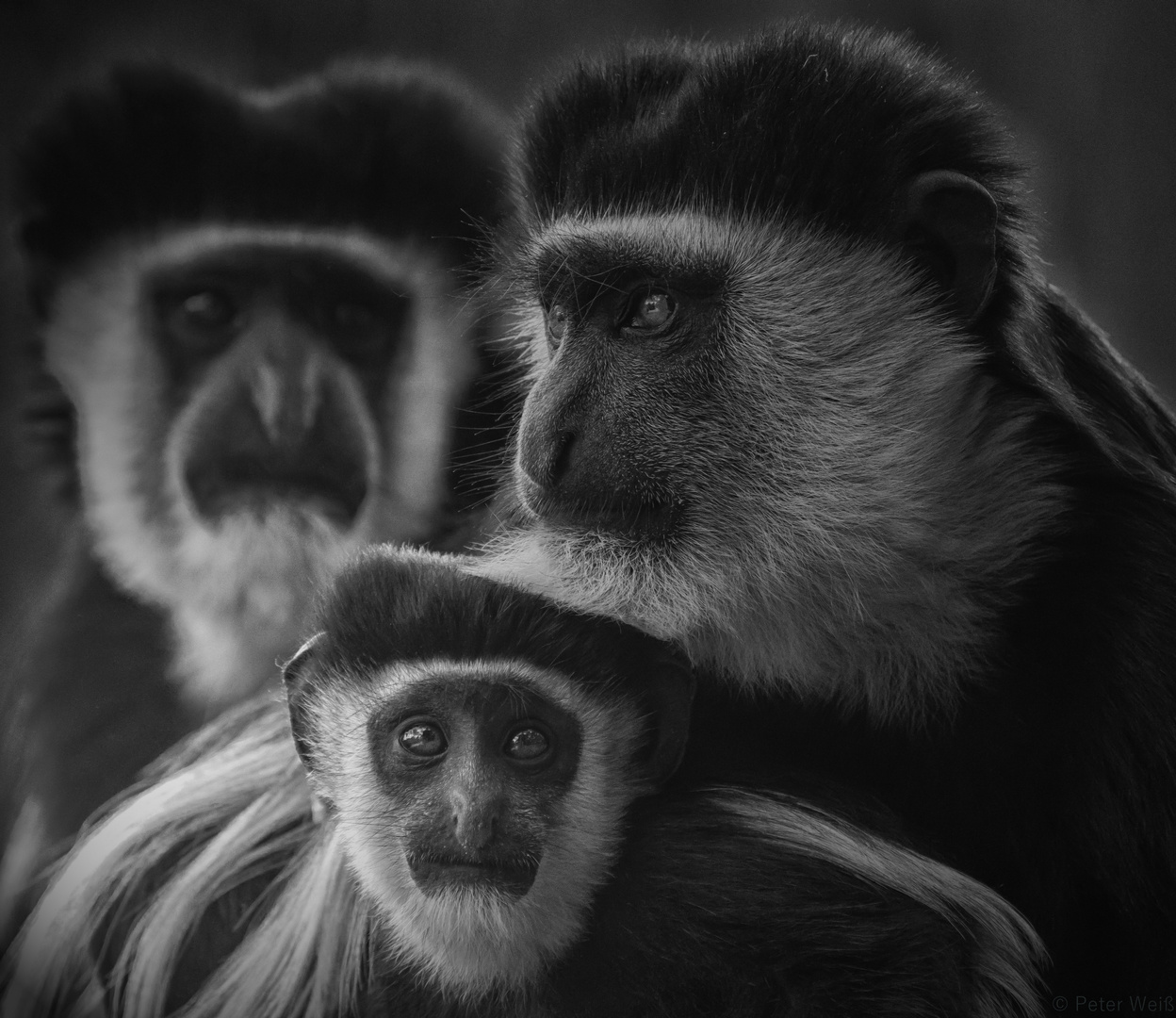 Drei Foto & Bild | tiere, zoo, wildpark & falknerei, zoo Bilder auf ...