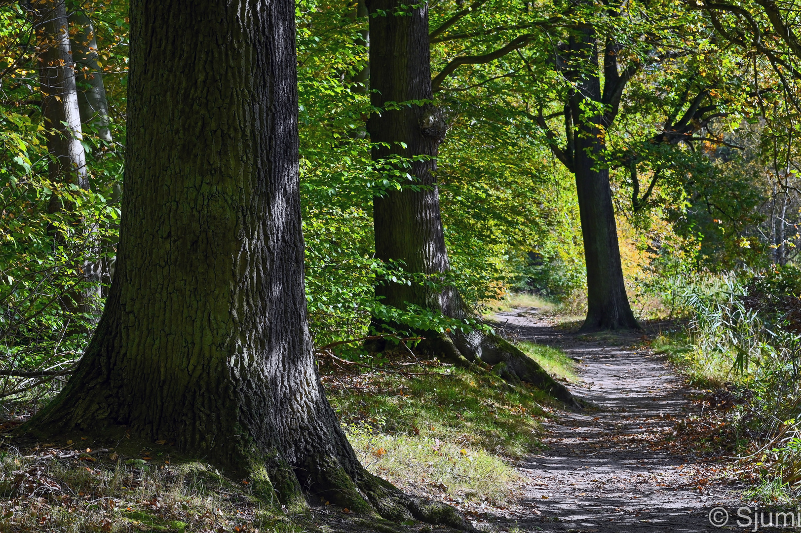 Drei Eichen Foto & Bild | wald, jahreszeit, natur Bilder auf fotocommunity