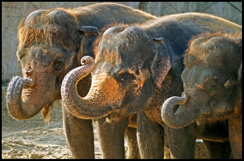 Drei Elefanten Foto & Bild | tiere, zoo, wildpark & falknerei ...