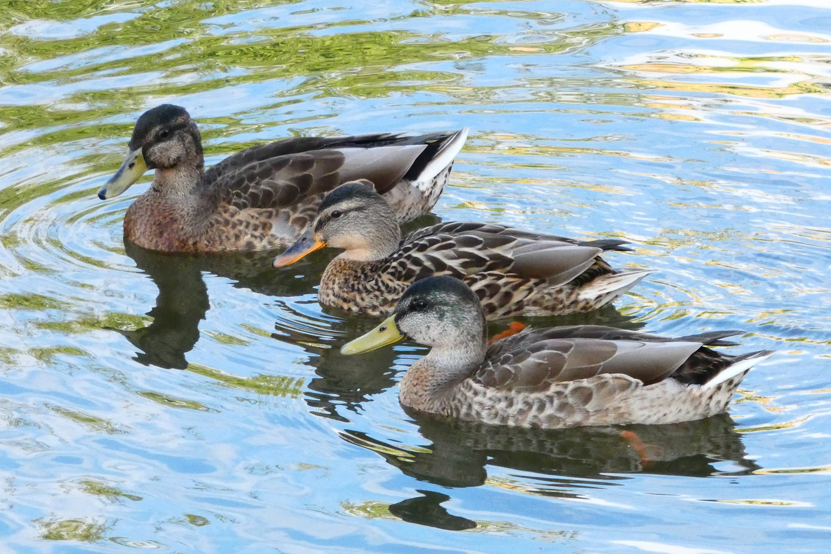 Drei Enten in einem See Foto & Bild | fotos, natur, see Bilder auf ...