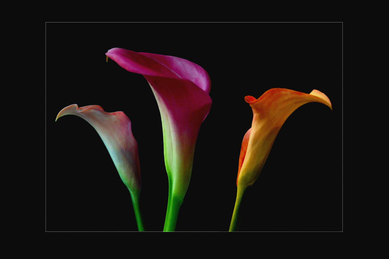 Drei Farben der Calla Foto & Bild | pflanzen, pilze & flechten, blüten ...