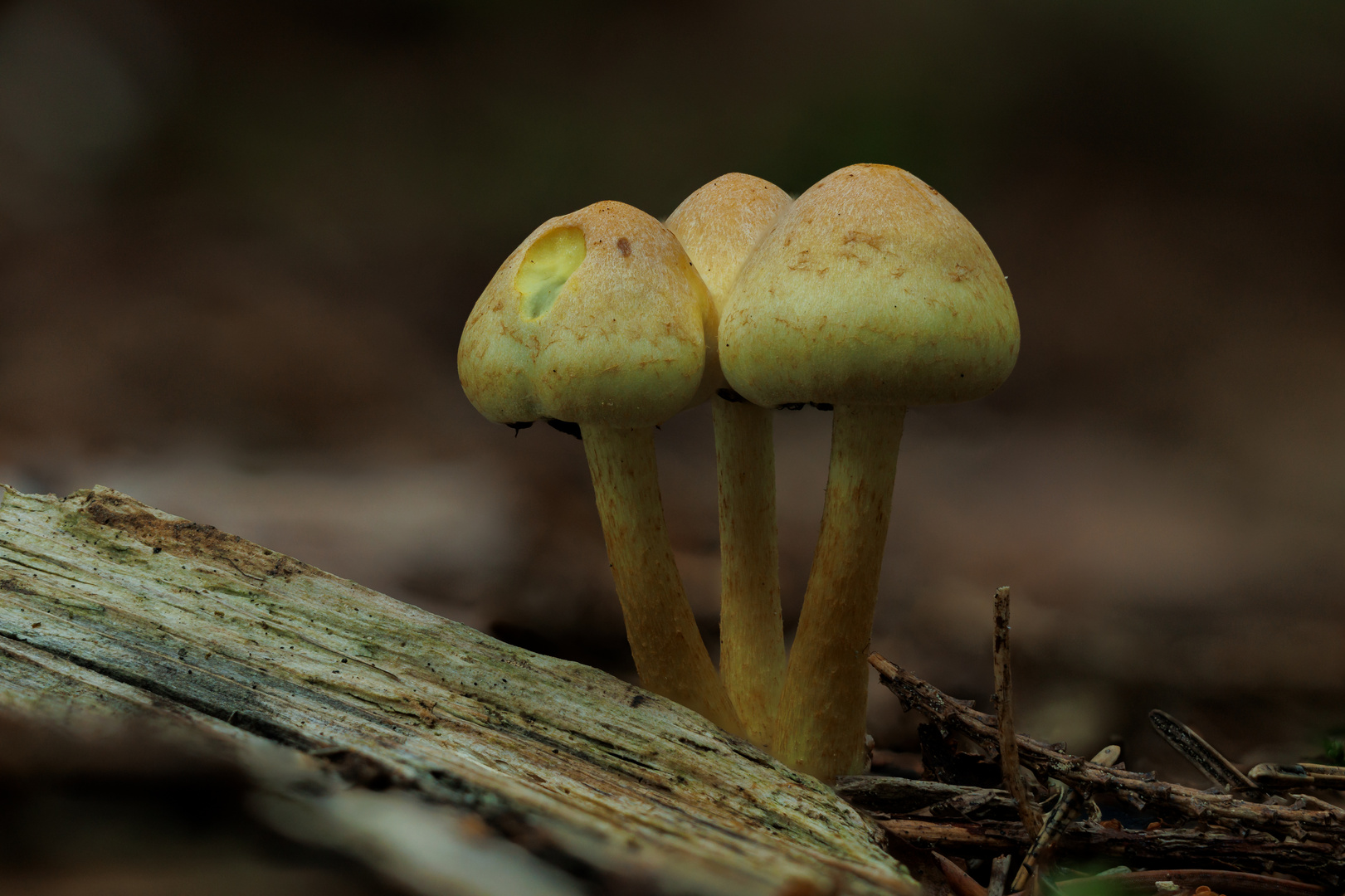 drei Freunde im Wald Foto & Bild | pflanzen, pilze & flechten, landschaft, pilze & flechten ...