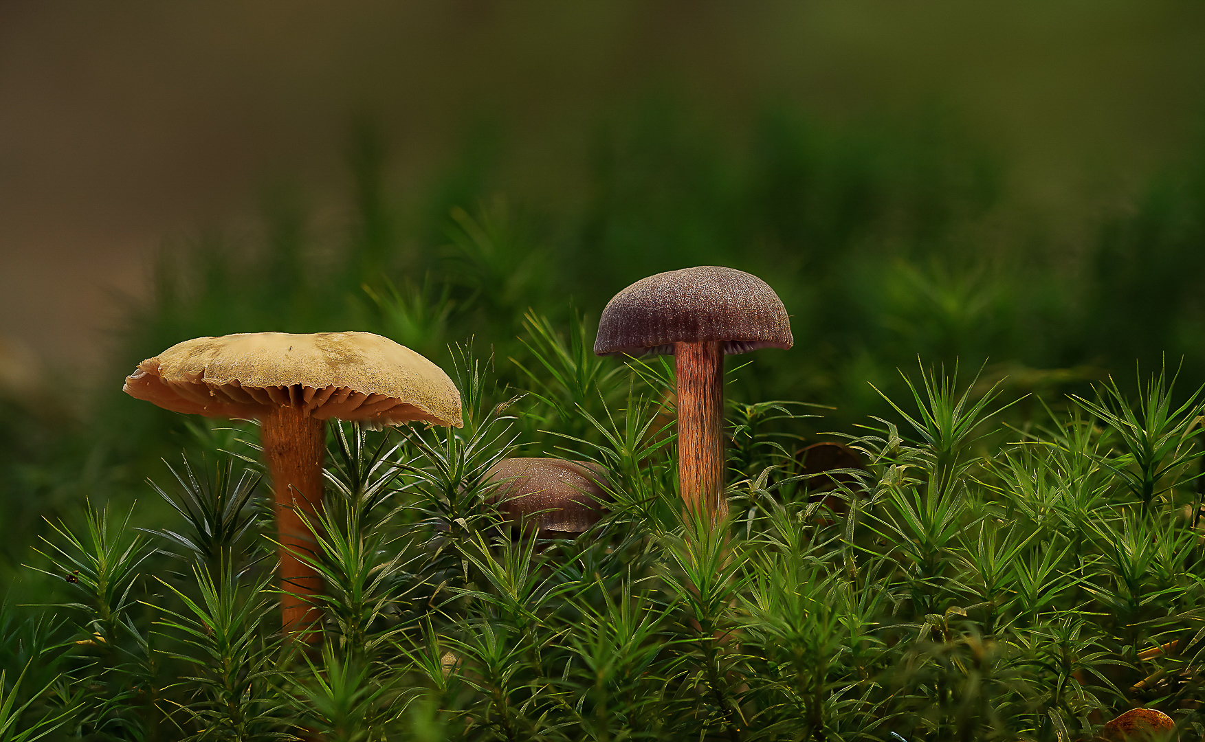 Drei im Moos Foto & Bild | pflanzen, pilze & flechten, pilze & flechten, wald Bilder auf ...