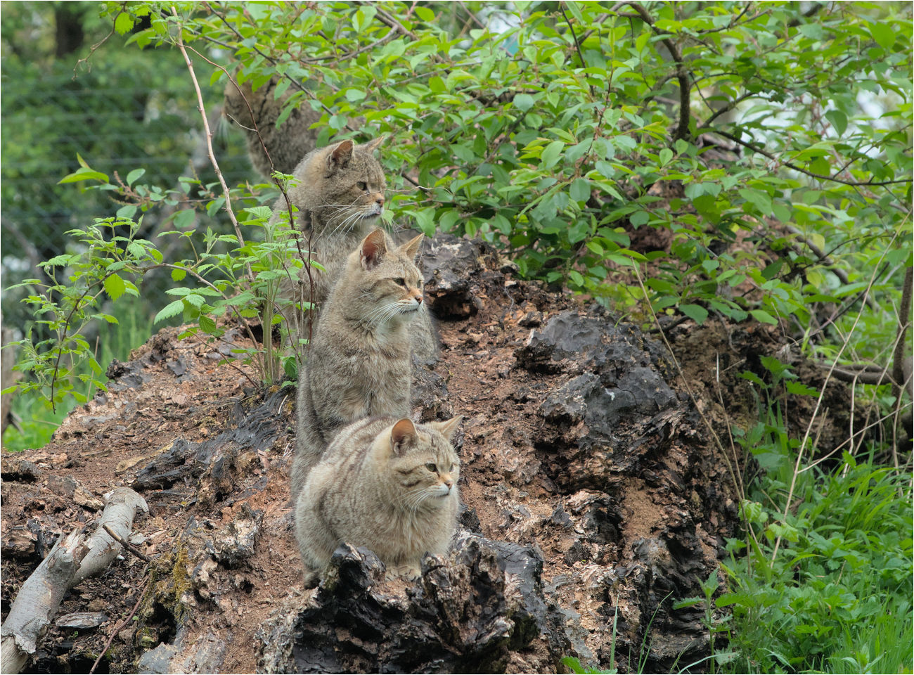 Drei in einer Reih' ... Foto & Bild | tiere, zoo, wildpark & falknerei ...