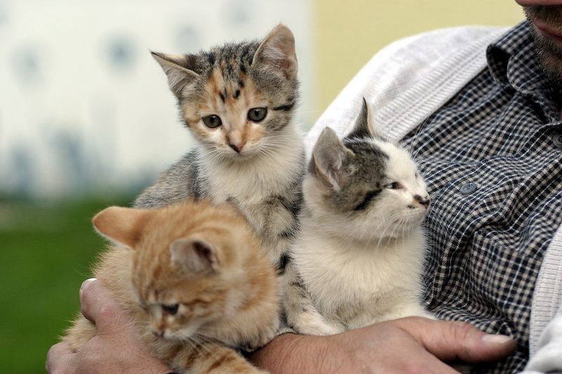 drei junge Katzen Foto & Bild | landschaft, natur Bilder auf fotocommunity