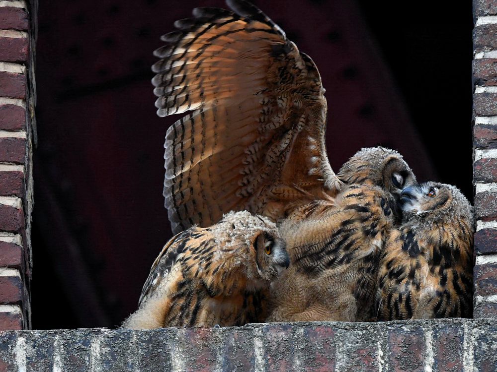 Drei junge Uhu Kinder Foto & Bild | tiere, wildlife, wild lebende vögel ...