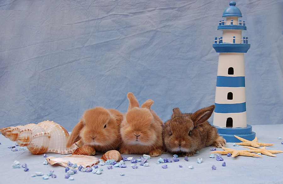 Drei kleine Häschen... Foto & Bild | tiere, haustiere, nagetiere ...