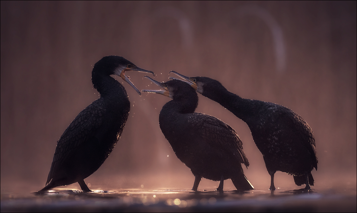 drei Kormorane Foto & Bild | fotos, nature, world Bilder auf fotocommunity