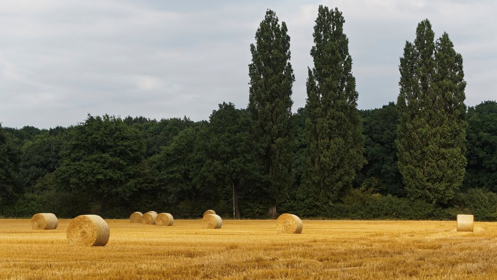 Drei Pappeln im südlichen Münsterland Foto & Bild | pflanzen, pilze ...