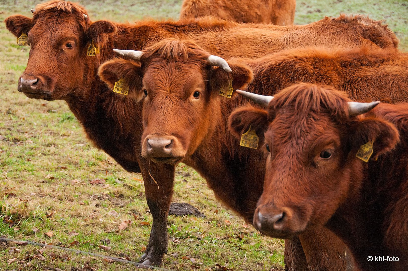 drei Rinder schauen Dich an Foto & Bild | tiere, haustiere, nutztiere ...