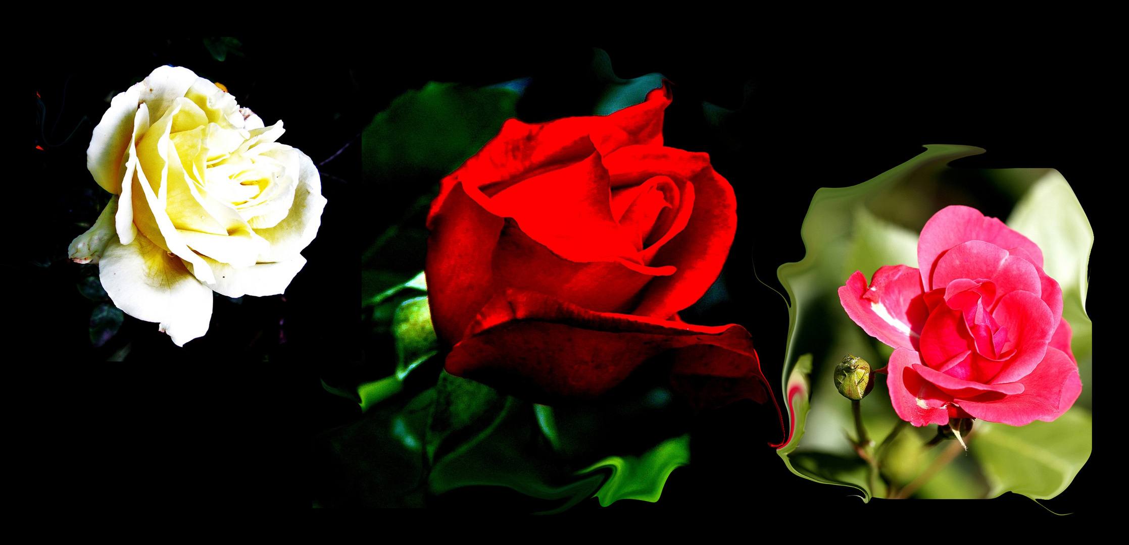 Drei Rosen für Marita Foto & Bild | pflanzen, pilze & flechten, blüten ...