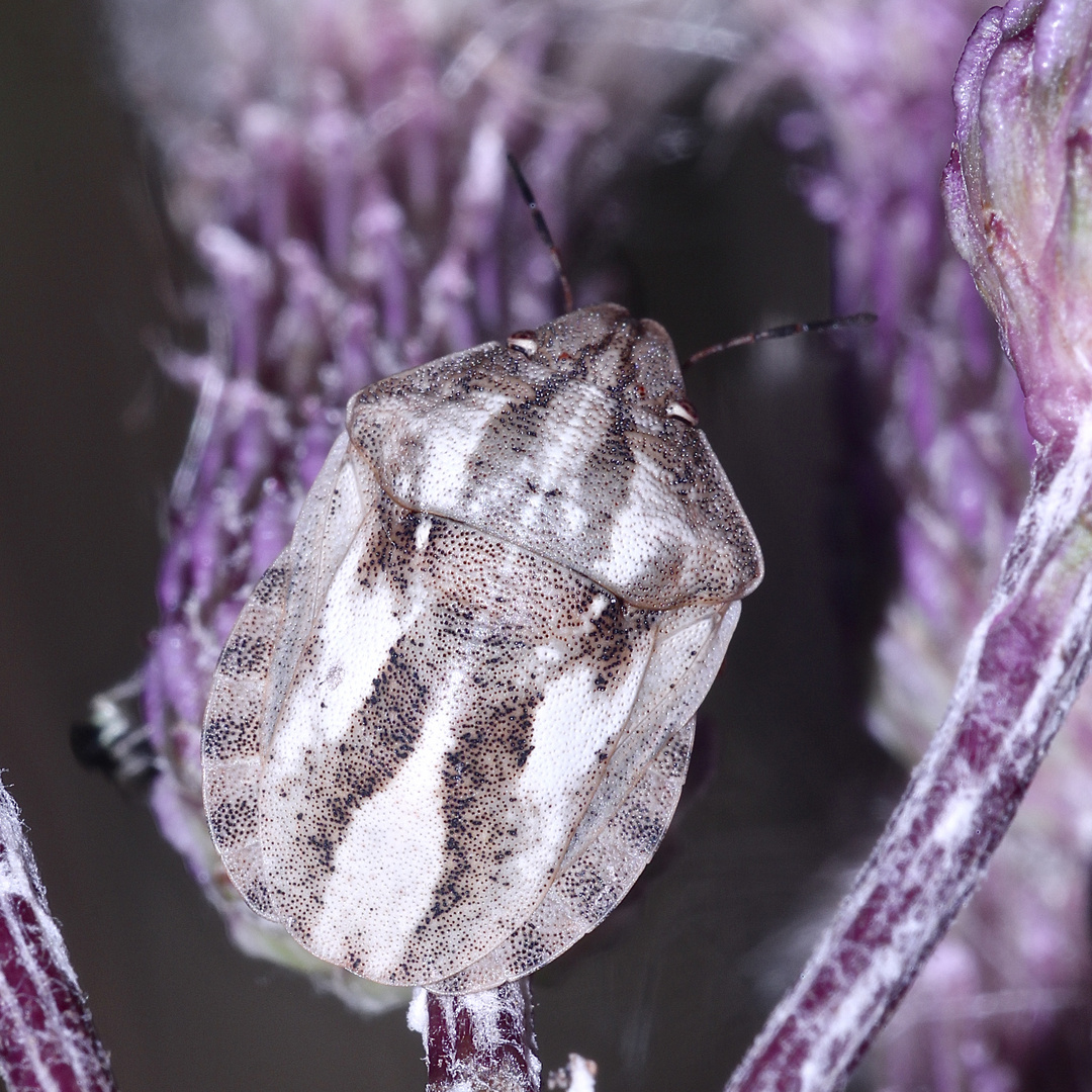 Drei schildkrötenähnliche Wanzenarten (2/6) Foto & Bild | natur, bayern ...