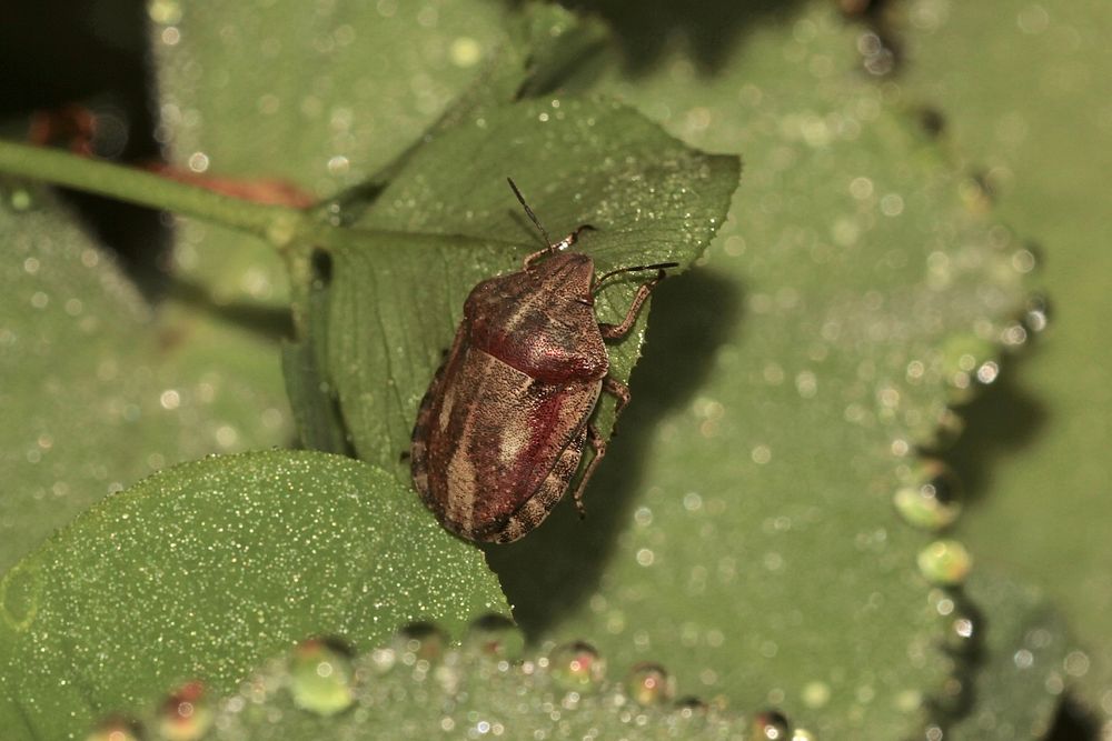 Drei schildkrötenähnliche Wanzenarten (3/6) Foto & Bild | natur, bayern ...