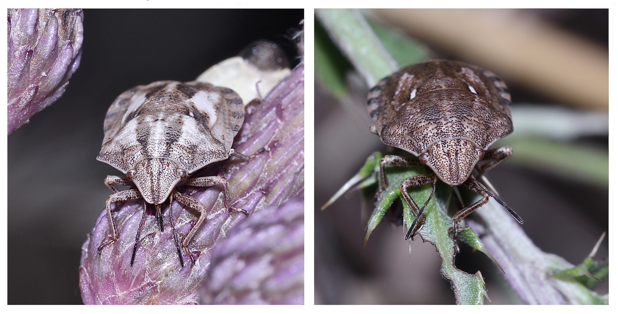 Drei schildkrötenähnliche Wanzenarten (4/6) Foto & Bild | natur, bayern ...