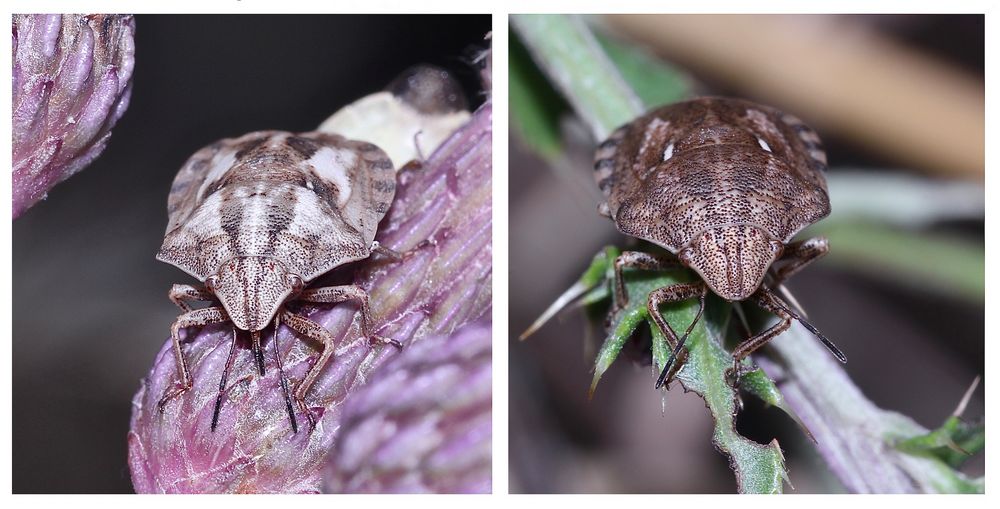 Drei schildkrötenähnliche Wanzenarten (4/6) Foto & Bild | natur, bayern ...