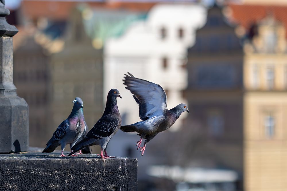 Drei Tauben in Prag Foto & Bild | tiere, wildlife, wild lebende vögel ...