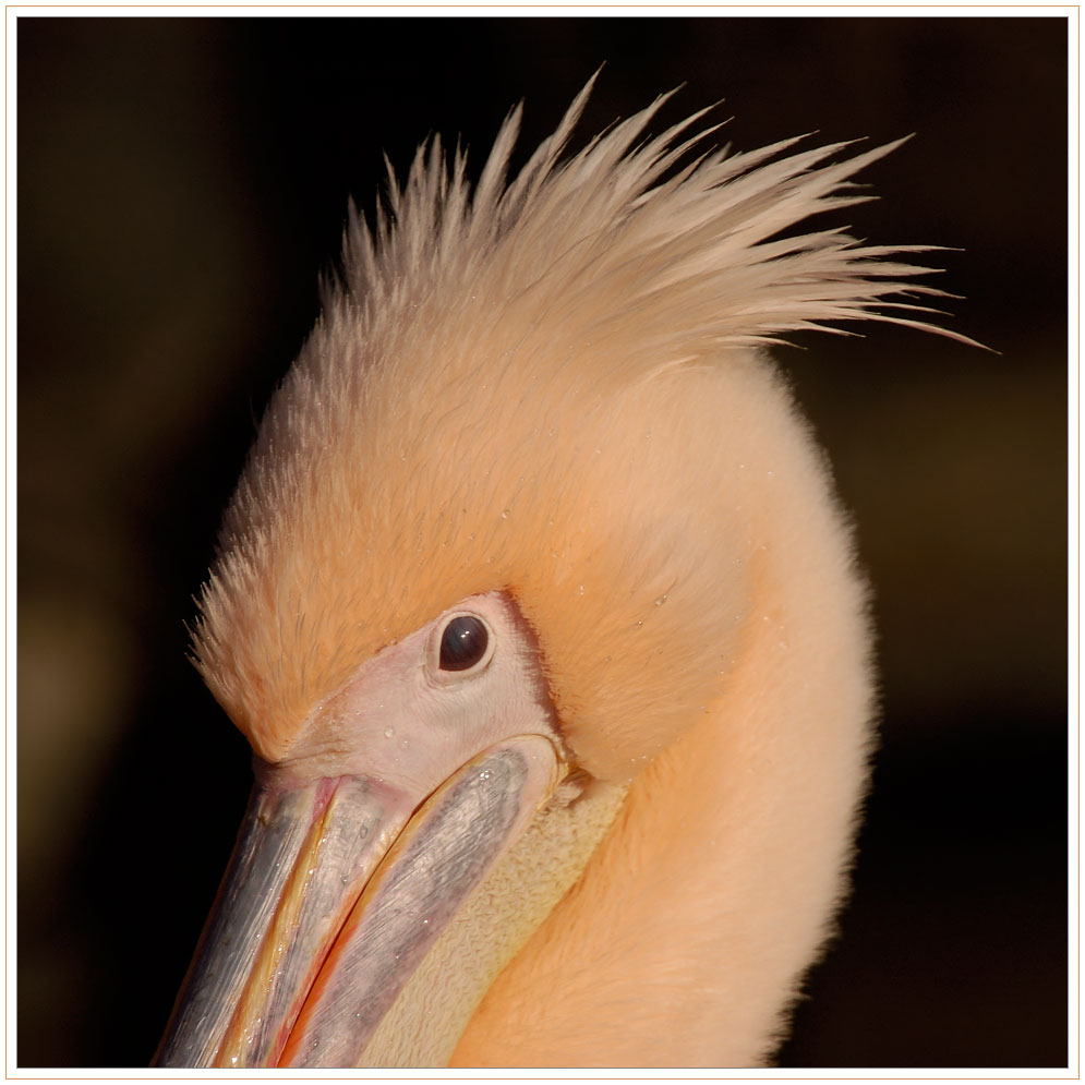 Drei-Wetter-Taft? Foto & Bild | tiere, zoo, wildpark & falknerei, vögel ...