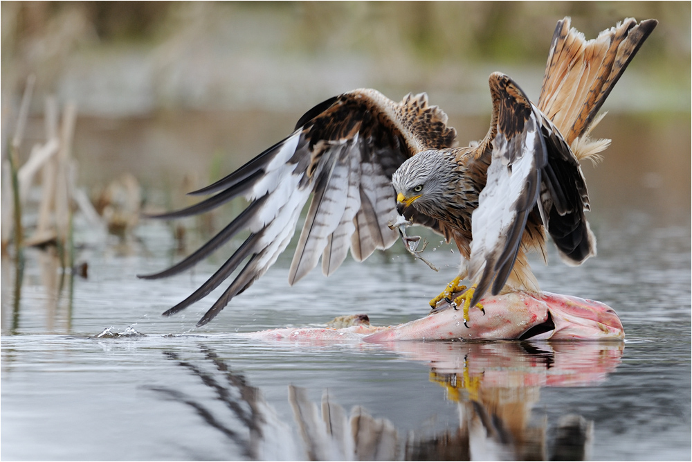 Drei Wirbeltiere Foto & Bild | tiere, wildlife, wild lebende vögel ...