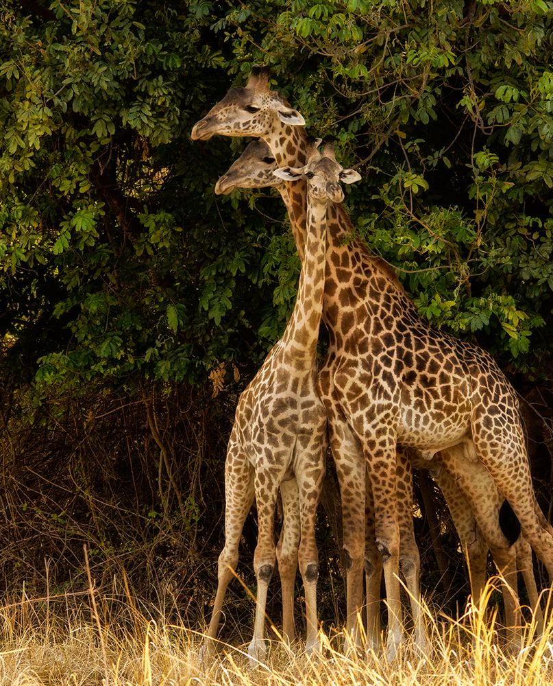 Dreiergruppe Foto & Bild | tiere, wildlife, sambia Bilder auf fotocommunity