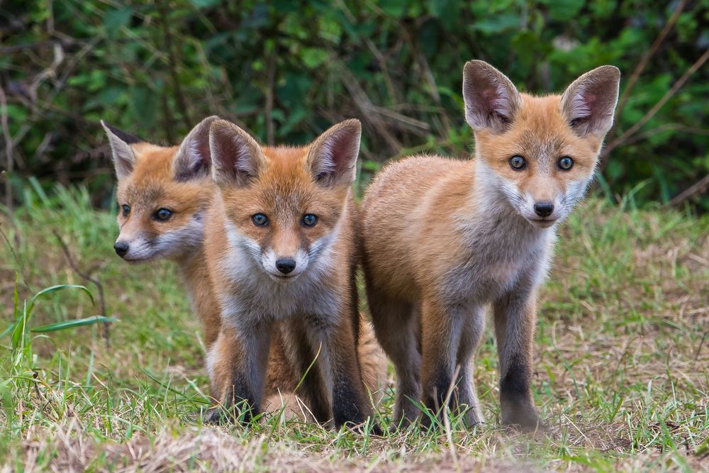 Dreierpack Foto & Bild | tiere, wildlife, säugetiere Bilder auf ...