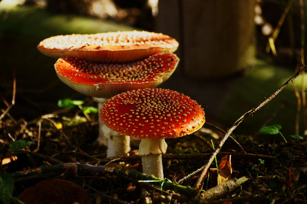 Dreierpack - Bild & Foto von Roland Reindl aus 11 November Fliegenpilze ...