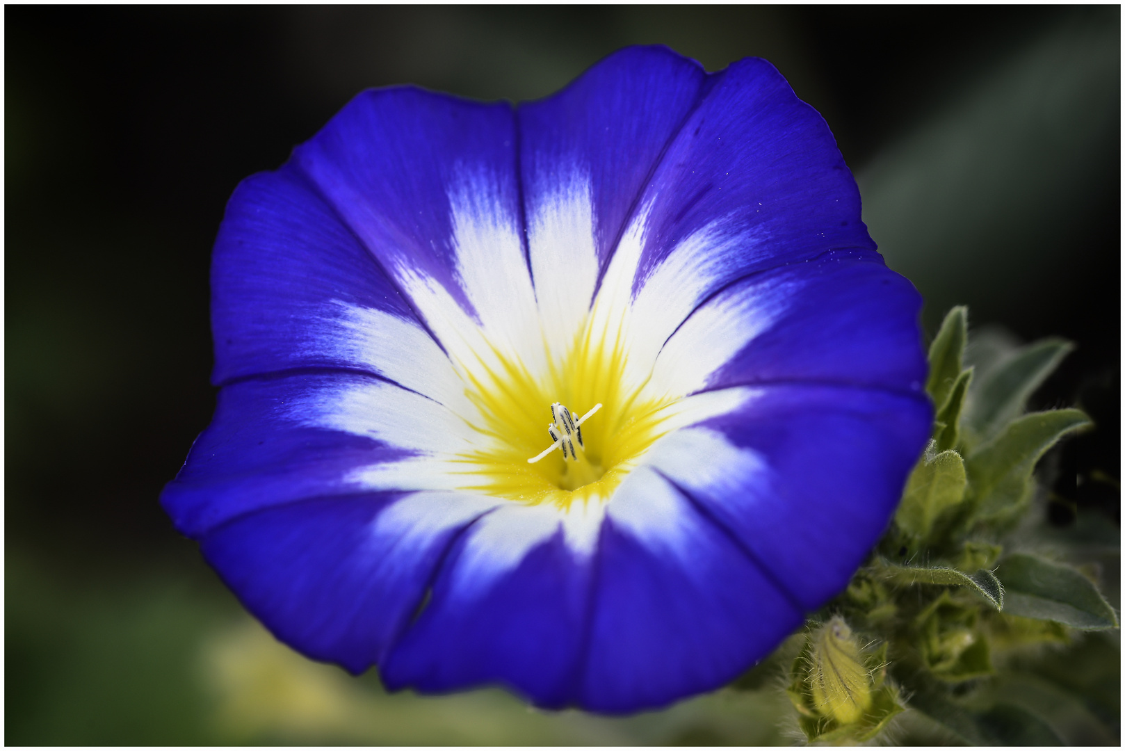 Dreifarbige Winde Foto & Bild | sommer, outdoor, makro Bilder auf ...