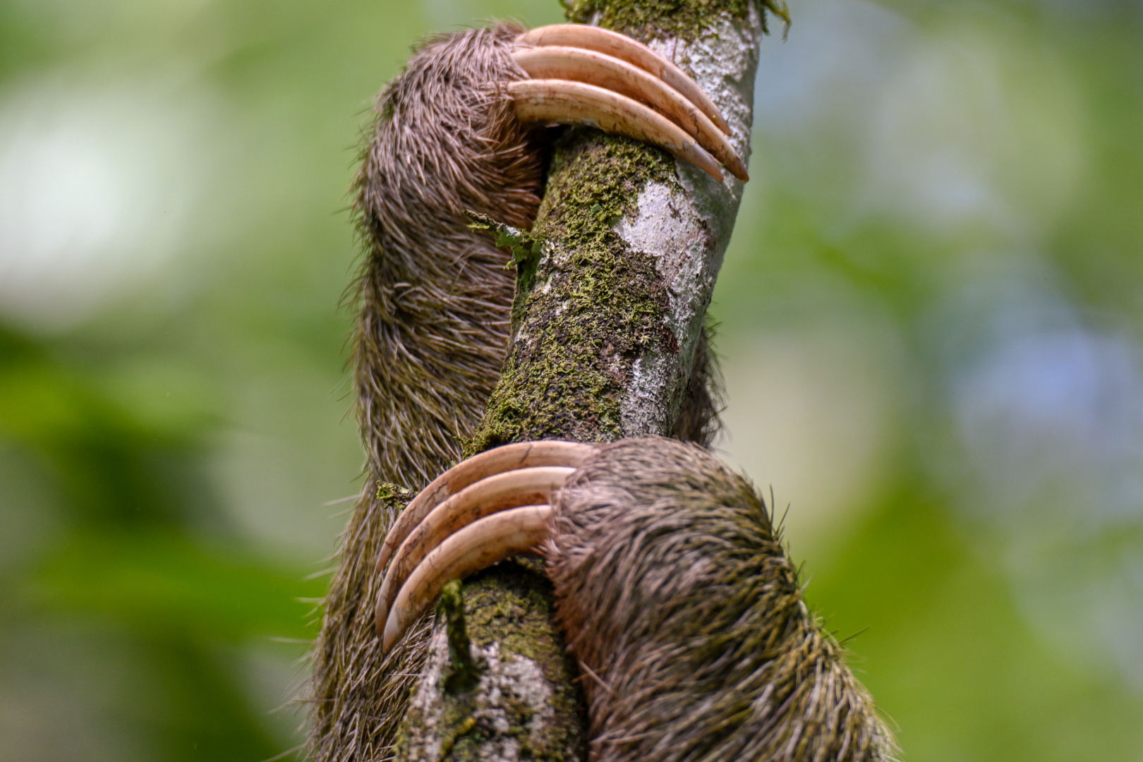 Dreifinger-Faultier Foto & Bild | tiere, wildlife, säugetiere Bilder ...