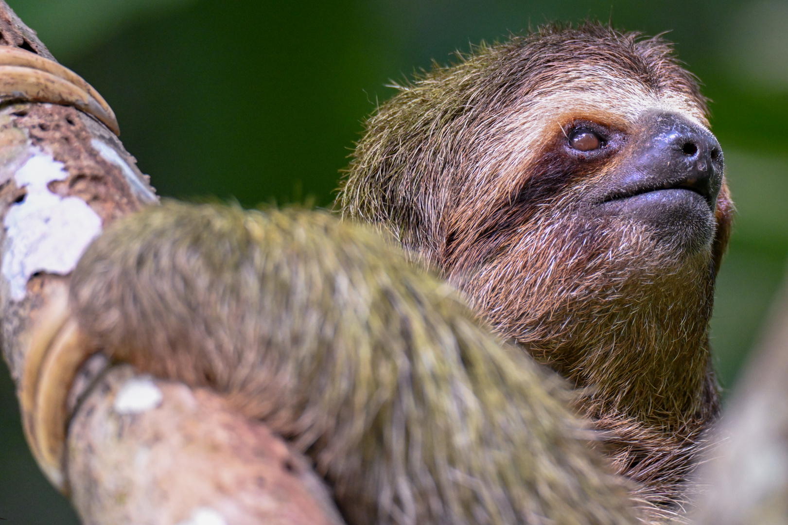 Dreifinger-Faultier Foto & Bild | tiere, wildlife, säugetiere Bilder ...