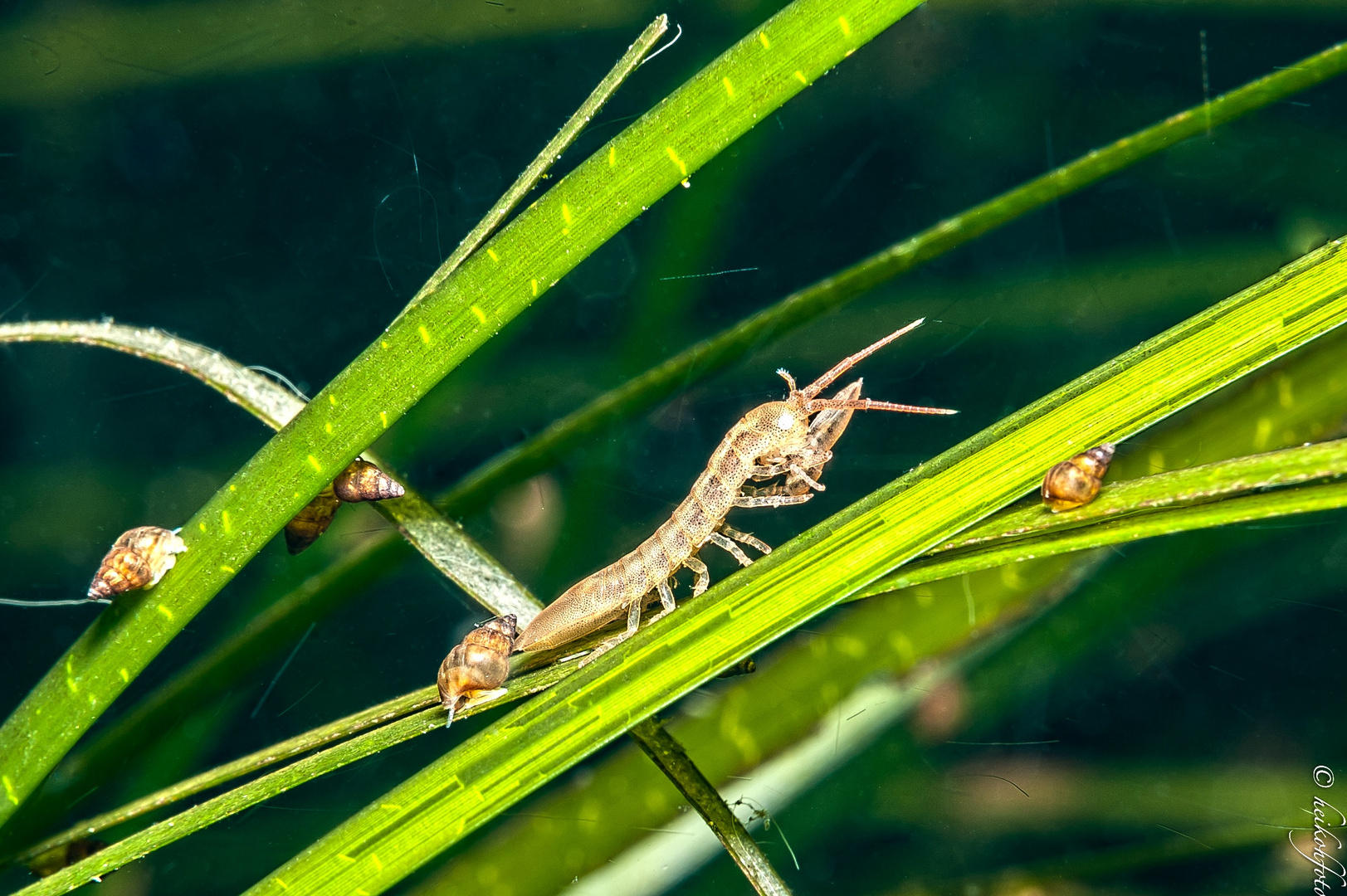 Dreispitzige Meerassel Foto & Bild | tiere, wildlife, schnecken ...