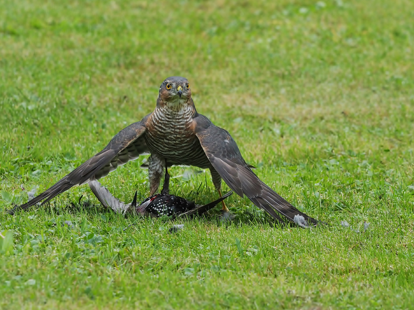 Dreist..... Foto & Bild | tiere, wildlife, wild lebende vögel Bilder ...