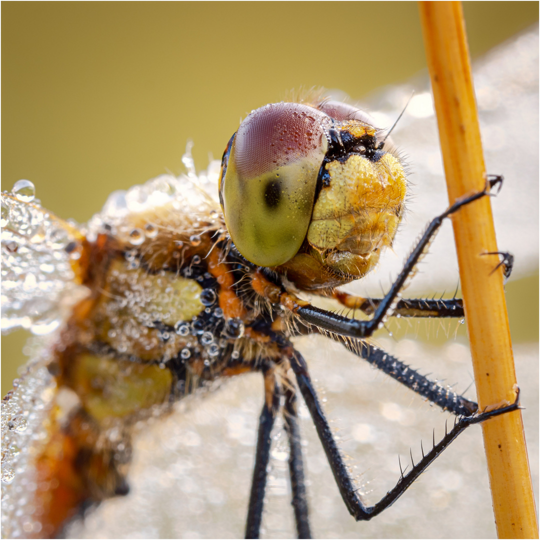 Dreitagebart Foto & Bild | tiere, wildlife, libellen Bilder auf ...