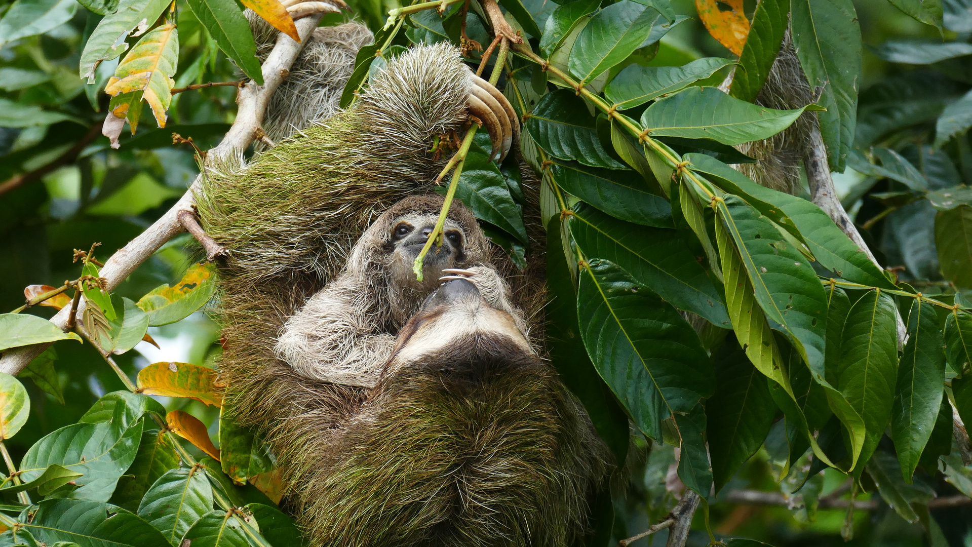 Dreizehen-Faultier mit Baby in Tortuguero Foto & Bild | north america ...