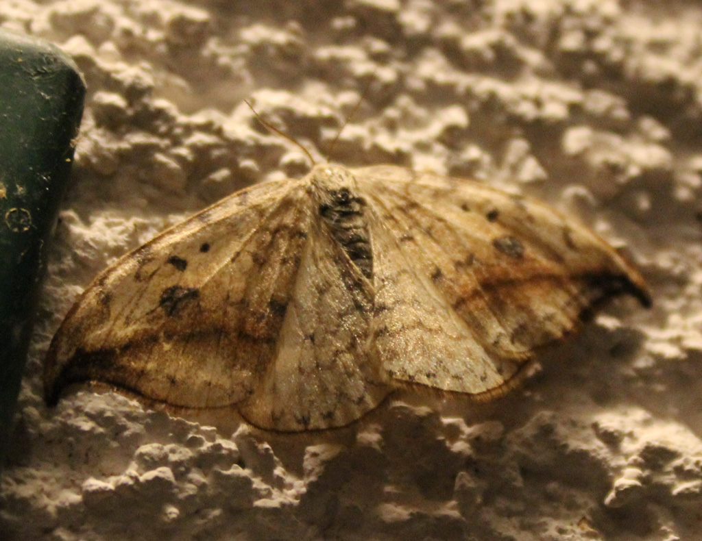 Drepana-falcataria-männchen- gemeiner Sichelflügler Foto & Bild ...