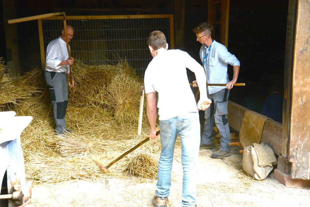 Dreschen mit dem Dreschflegel Foto & Bild | spezial, techniken ...