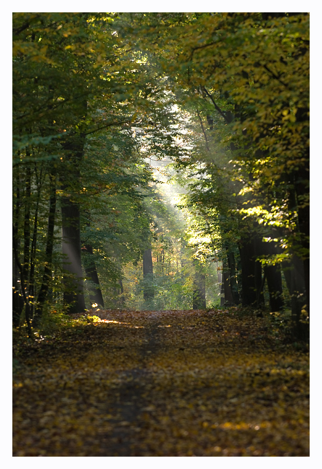 Dresdner Heide... Foto & Bild | landschaft, wald, natur Bilder auf ...