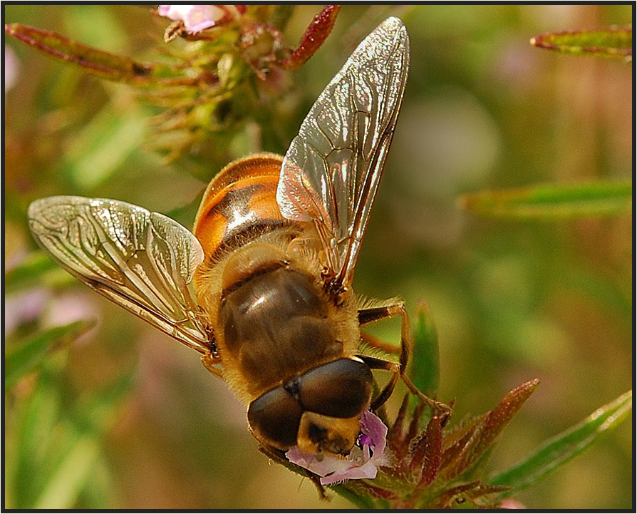 Drohne oder Biene? Foto & Bild | tiere, wildlife, insekten Bilder auf ...