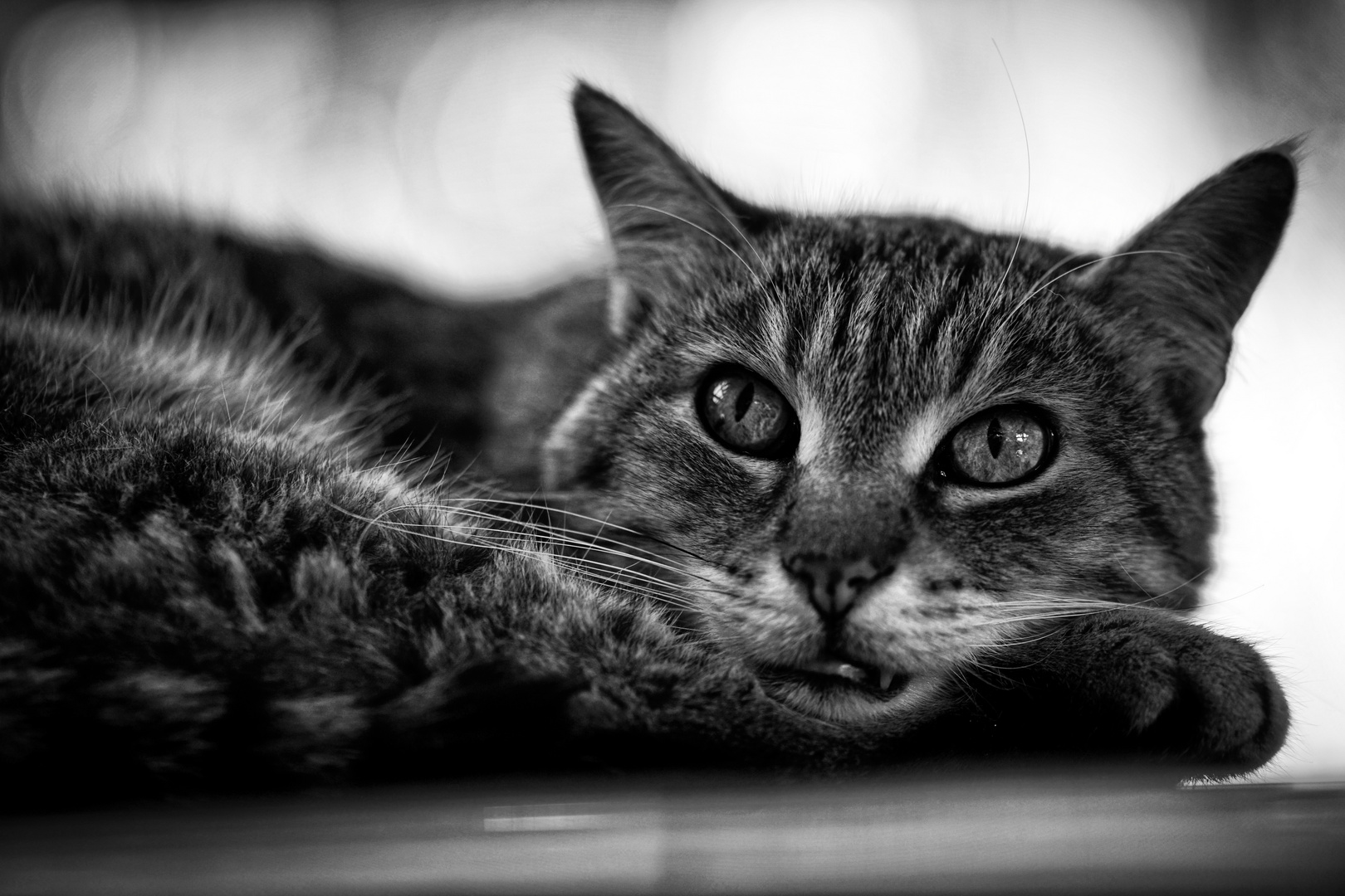 Droht jetzt der Weltuntergang??? Foto & Bild | katze, tiere, haustier ... Droht jetzt der Weltuntergang??? Foto & Bild | katze, tiere, haustier ...