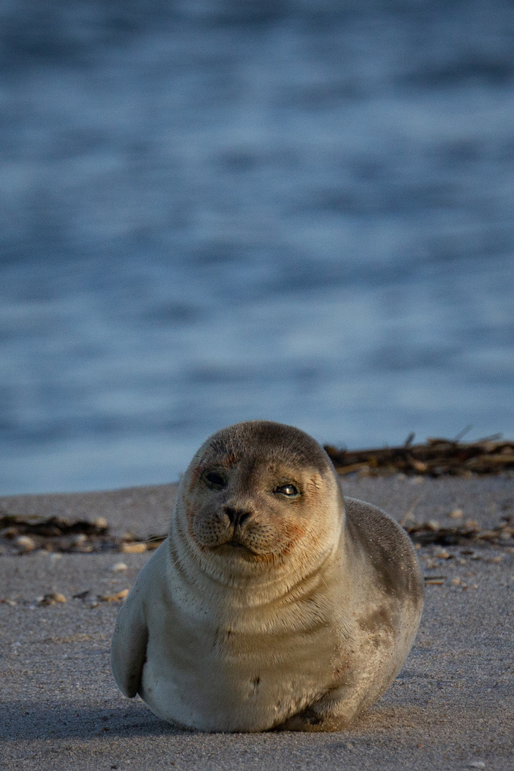 Droopy Foto & Bild | beach, nature, sunset Bilder auf fotocommunity