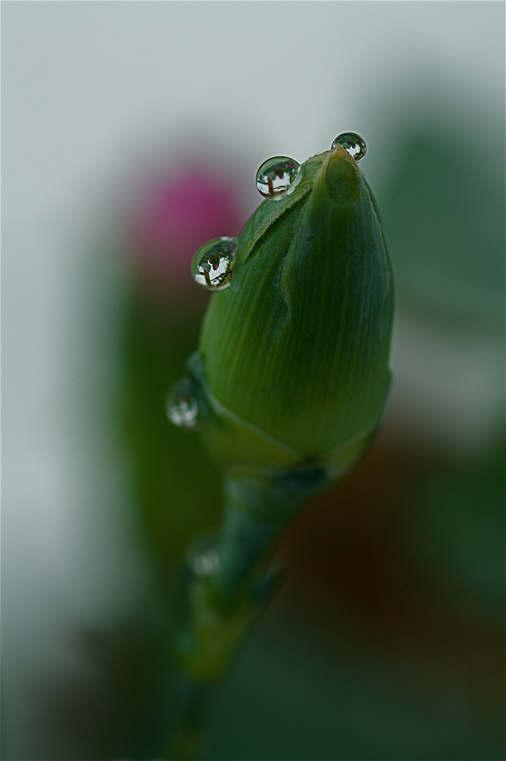 Drop by Drop Foto & Bild | natur, macro, poesie Bilder auf fotocommunity