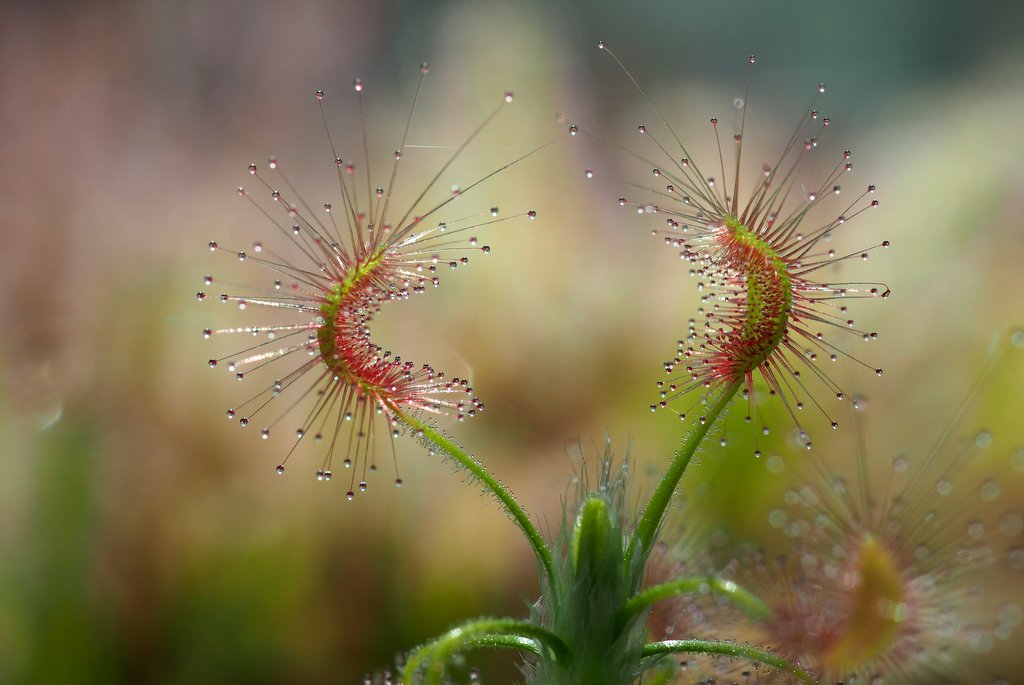 Drosera scorpioides Foto & Bild | pflanzen, pilze & flechten, blüten ...