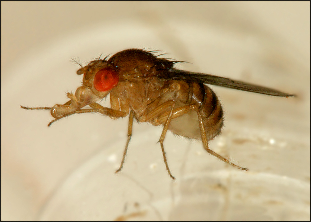 Drosophila melanogaster ? Foto & Bild | tiere, wildlife, insekten ...