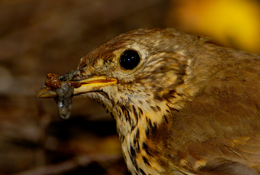 Drossel 1 Foto & Bild | tiere, wildlife, wild lebende vögel Bilder auf ...