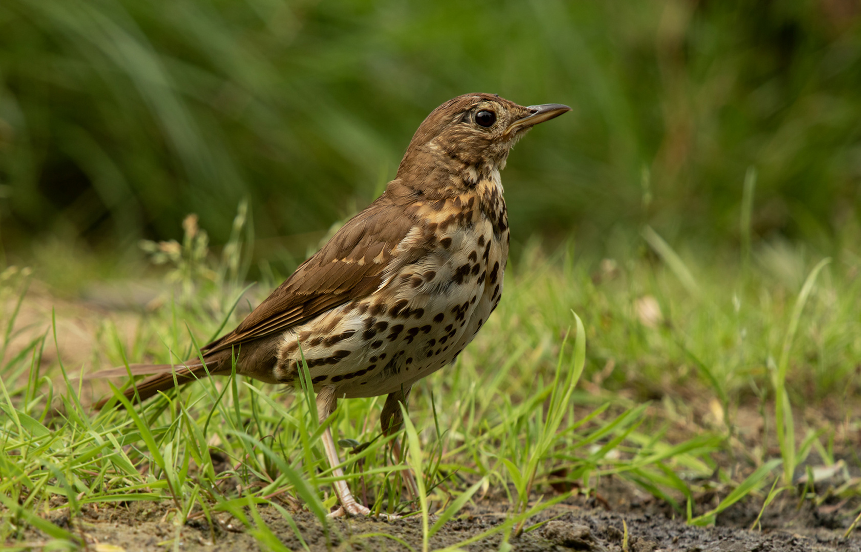 Drossel Foto & Bild | tiere, wildlife, wild lebende vögel Bilder auf ...