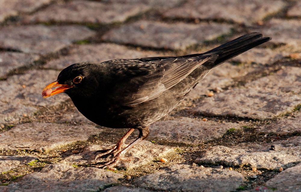 Drossel ? Foto & Bild | tiere, wildlife, wild lebende vögel Bilder auf ...