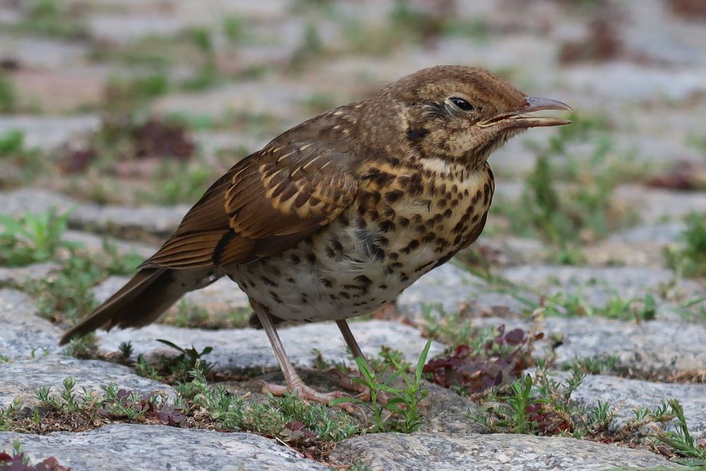 Drossel Foto & Bild | natur, flügel, vogel Bilder auf fotocommunity