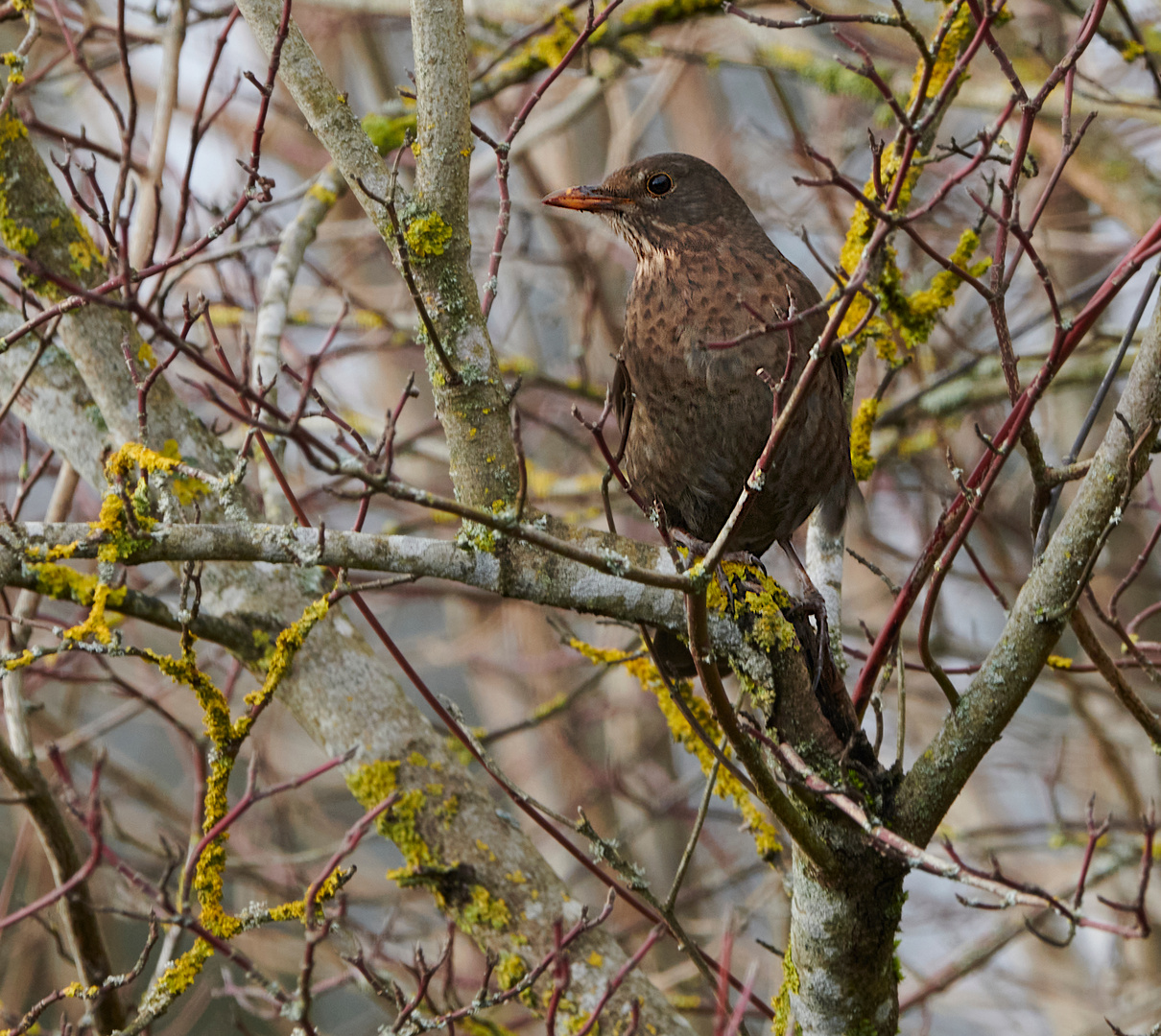 Drossel Foto & Bild | natur, tiere, vögel Bilder auf fotocommunity