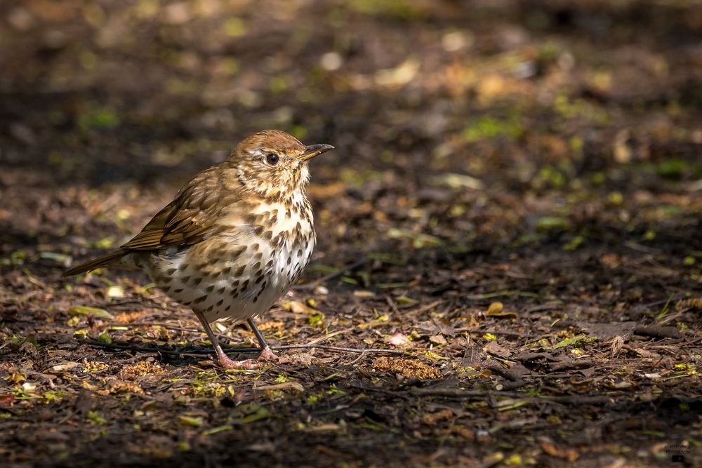 Drossel Foto & Bild | natur, singvogel, vögel Bilder auf fotocommunity